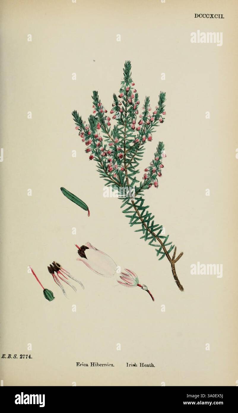 Central sprig showcases narrow hi-res stock photography and images - Alamy