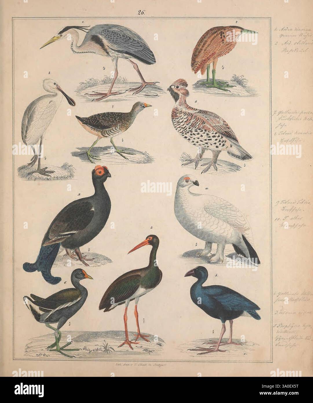 Ten distinct bird species hi-res stock photography and images - Alamy