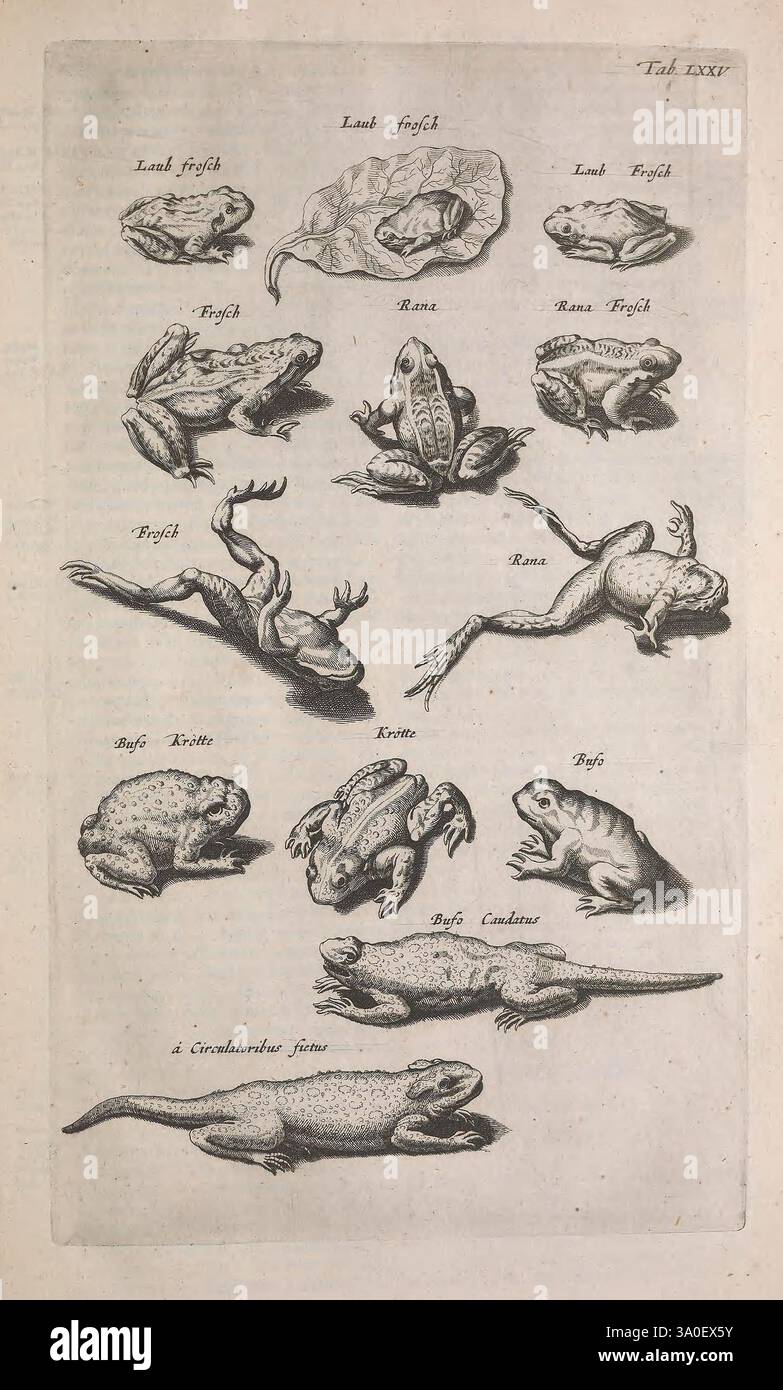 Top row features detailed depictions of various frog types label hi-res ...