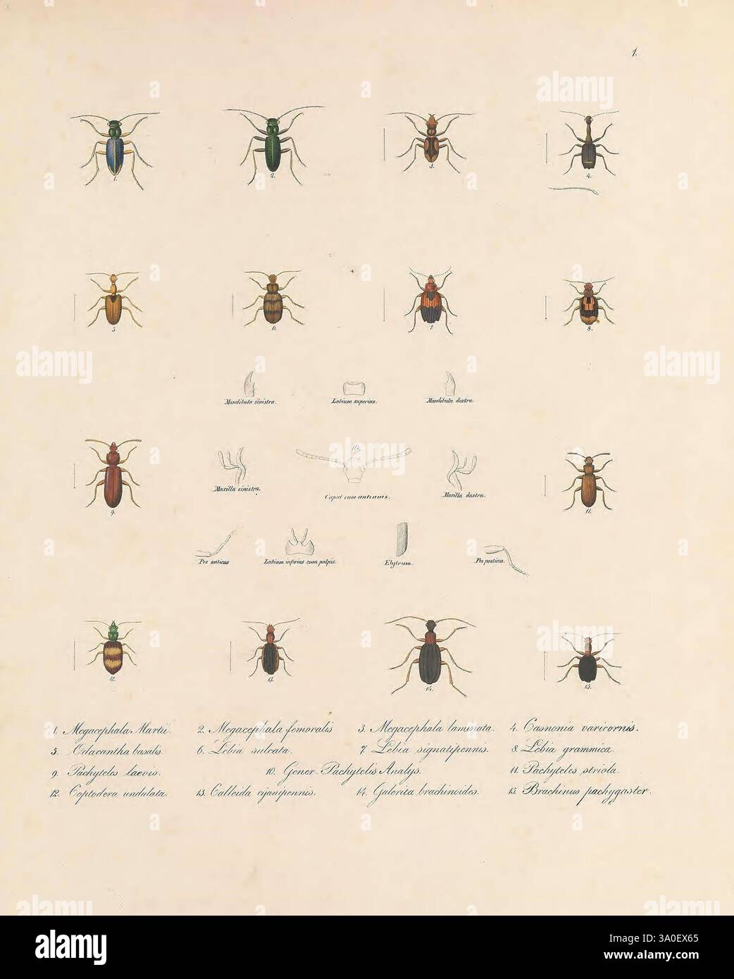 Geographical Distribution Identification Insects Beetles Hi Res Stock