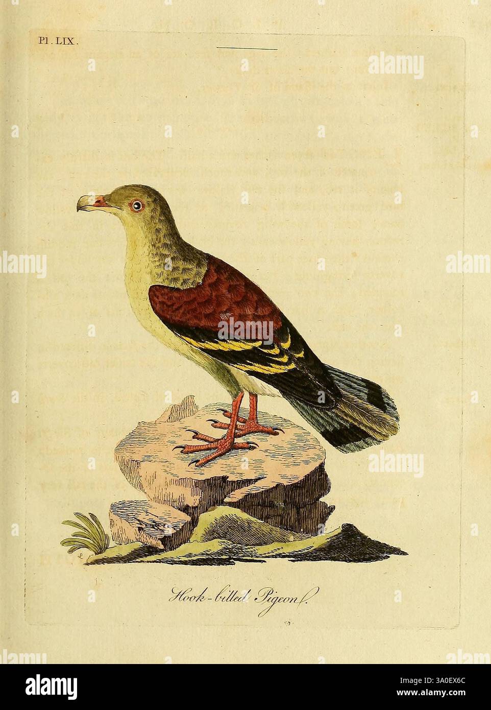 Monk killed pigeon hi-res stock photography and images - Alamy