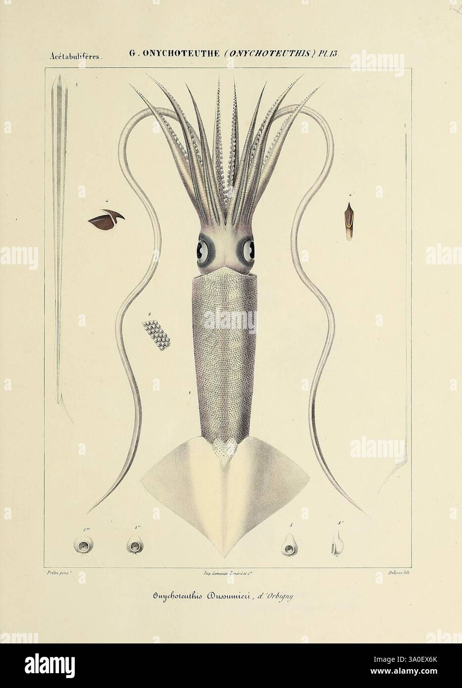 Characteristic of cephalopods hi-res stock photography and images - Alamy