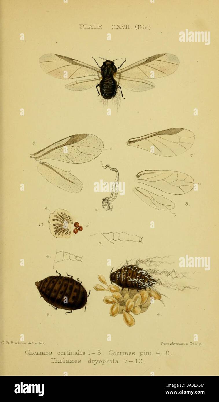 Monograph, of, the, British, aphids, Great Britain, hemiptera, insects ...