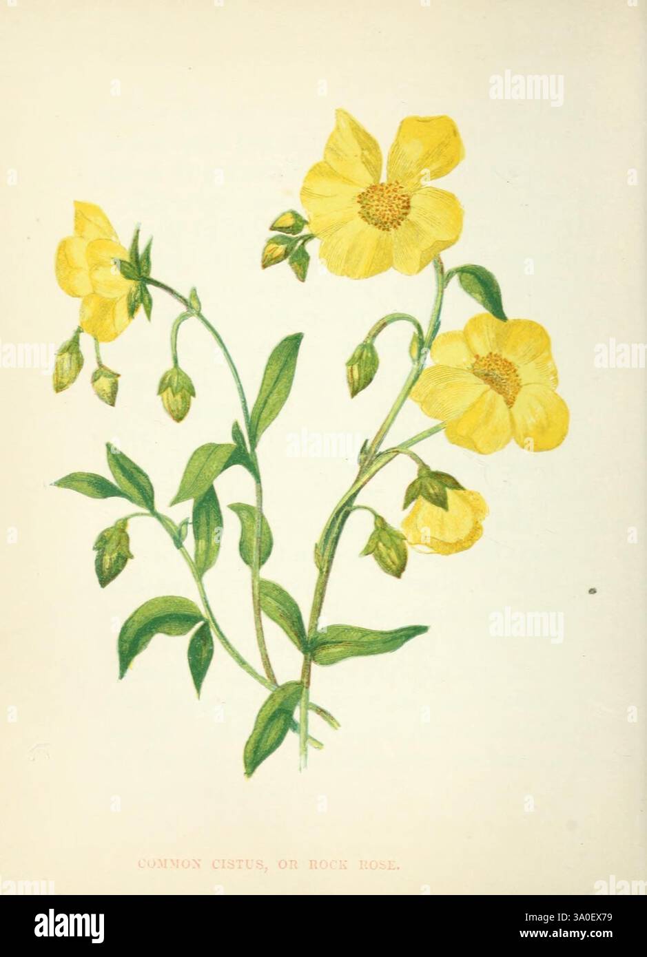 Great britain wildflowers anne pratt anne pratt anne pratt women hi-res ...