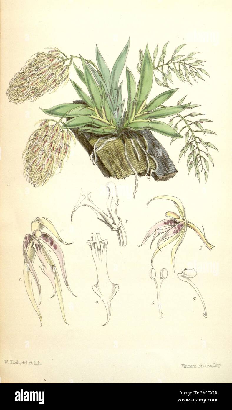 Identify key botanical features hi-res stock photography and images - Alamy