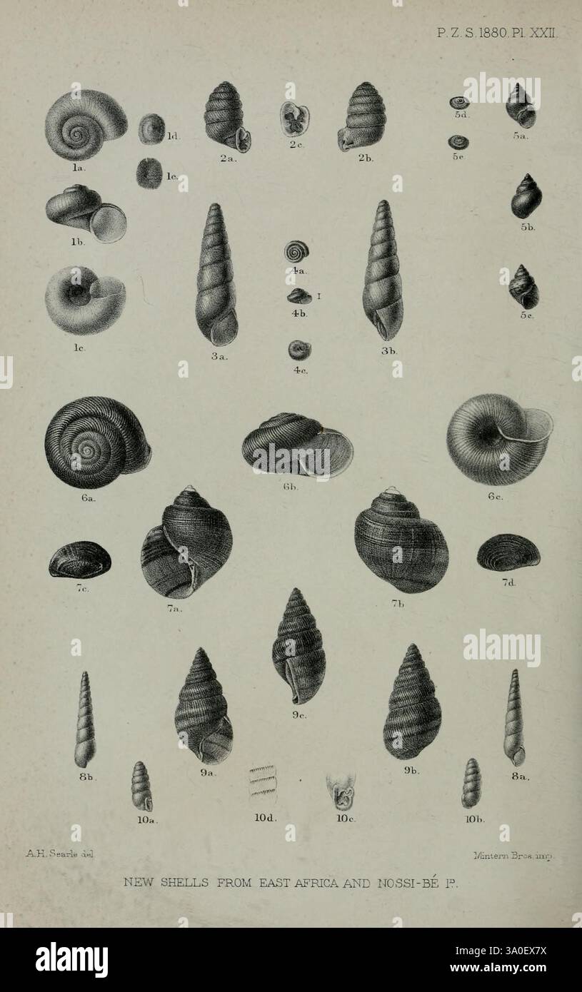Importance of shell morphology in taxonomy hi-res stock photography and ...
