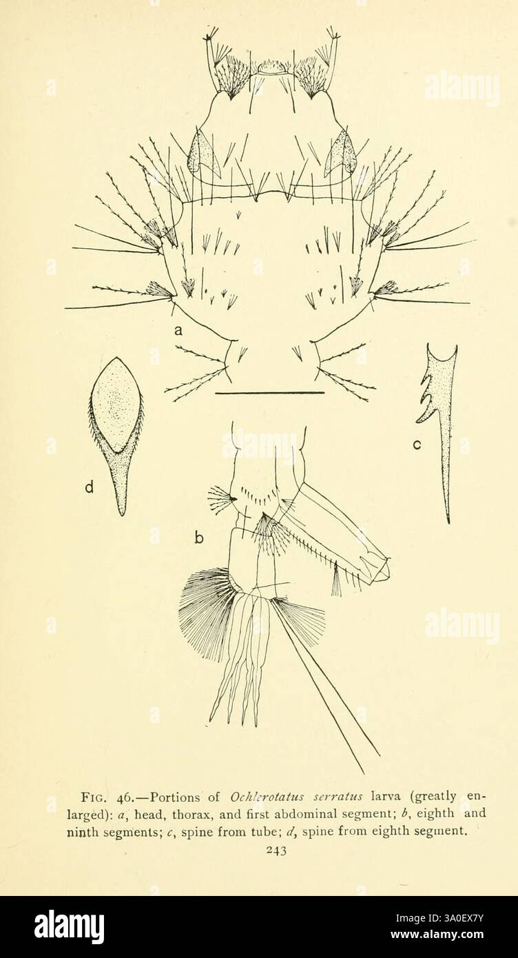 Mosquito life, 1907, mosquito, insects, Ochlerotatus serratus, larva ...