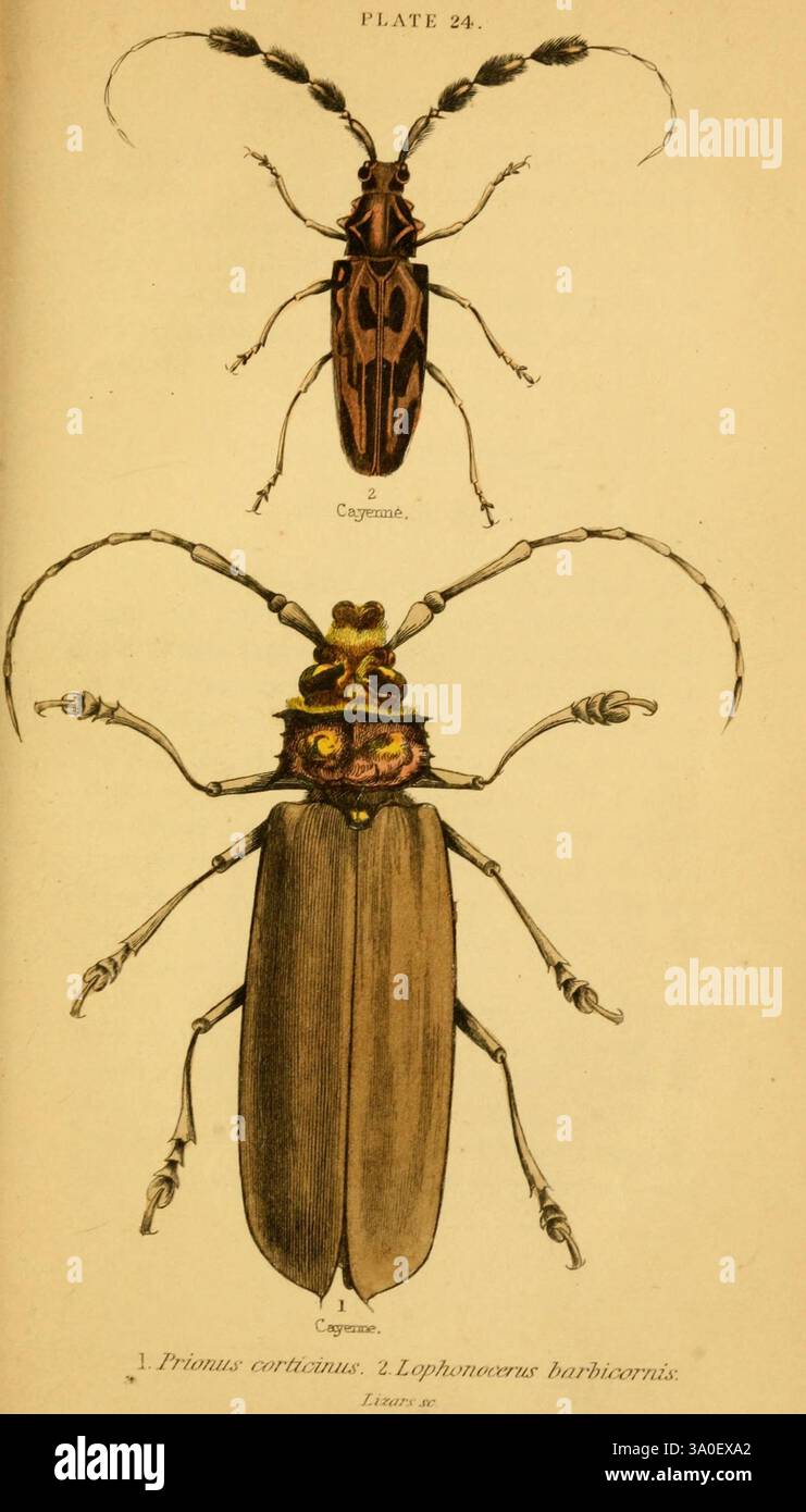 Illustration features two distinct species of beetles hi-res stock ...