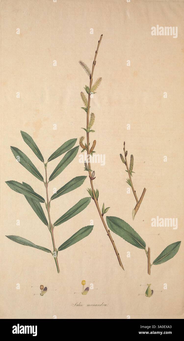 Demonstrating variations in leaf size hi-res stock photography and ...