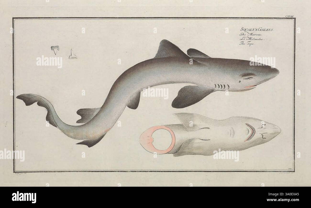 Ichthyologie, ou, Histoire naturelle, générale et particulière des ...