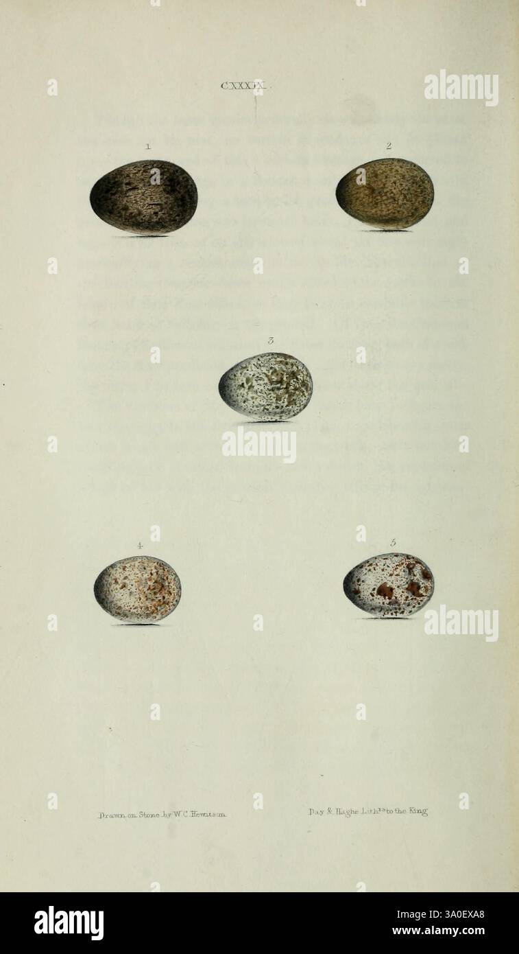 Five distinct egg shapes hi-res stock photography and images - Alamy