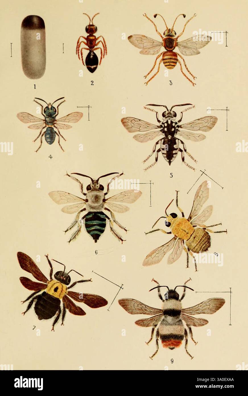Indian Insect Life Calcutta Thacker Spink & Co. W. Thacker & Co. 2 ...