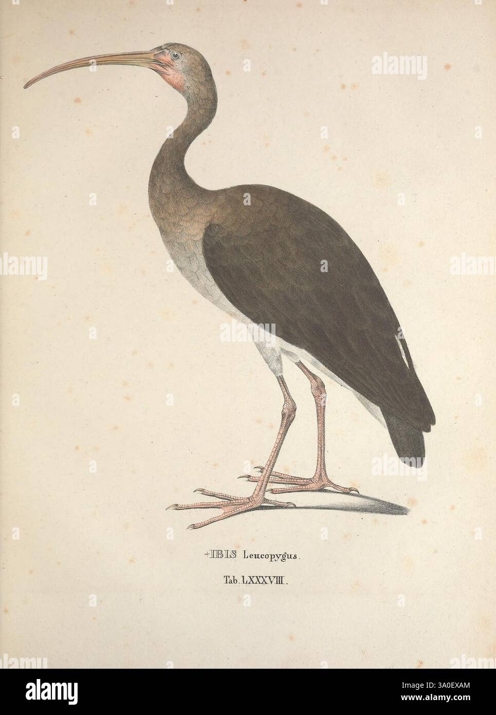 Ibis lemnopyga hi-res stock photography and images - Alamy