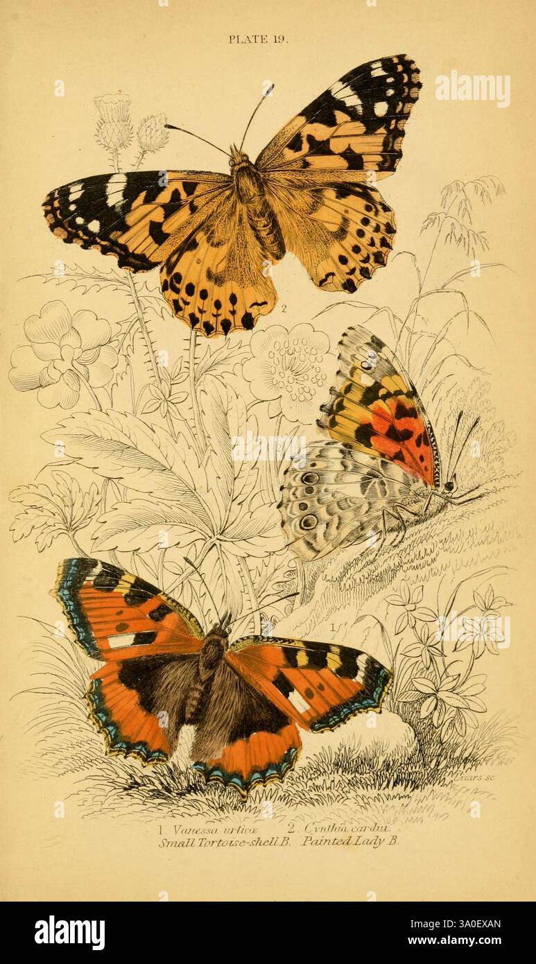 The natural history of British butterflies, Dublin, S. Highley, 1840 ...
