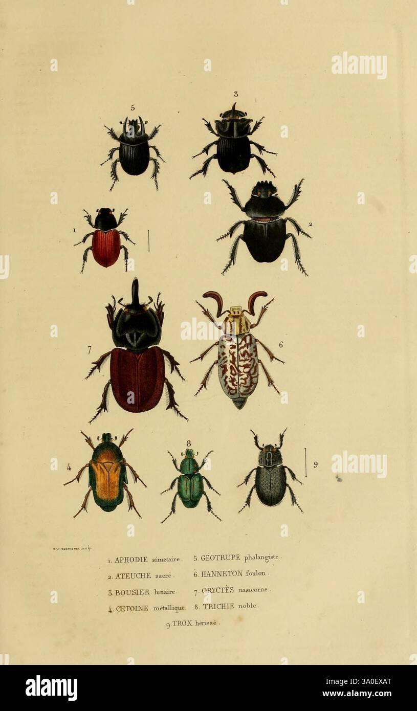 Top row displays three different beetles hi-res stock photography and ...