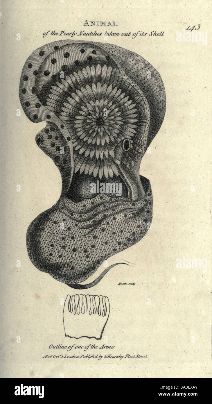 Complex arrangement of tentacles hi-res stock photography and images ...