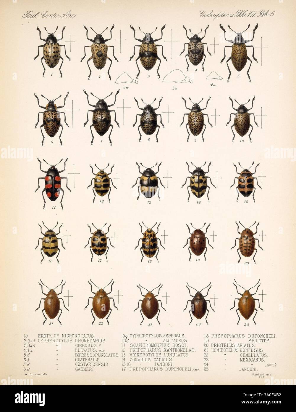 Biologia Centrali-Americana London, 1879-1915, archaeology, botany ...