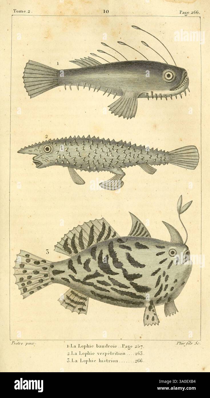 Third fish displays unique patterns hi-res stock photography and images ...