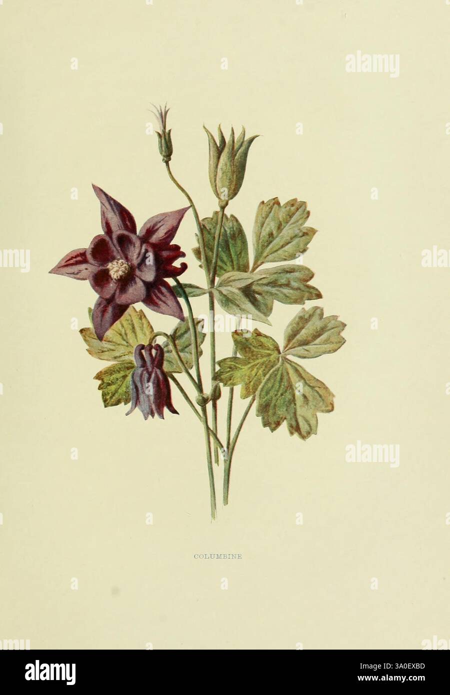 Wild fruits of the countryside, London, Hutchinson, 1902, Great Britain ...