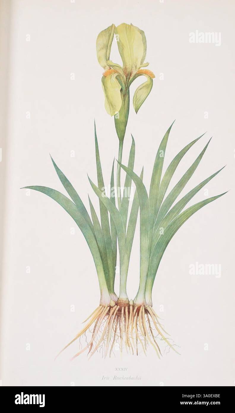 The genus Iris Cambridge [Cambridgeshire] The University Press 1913 ...