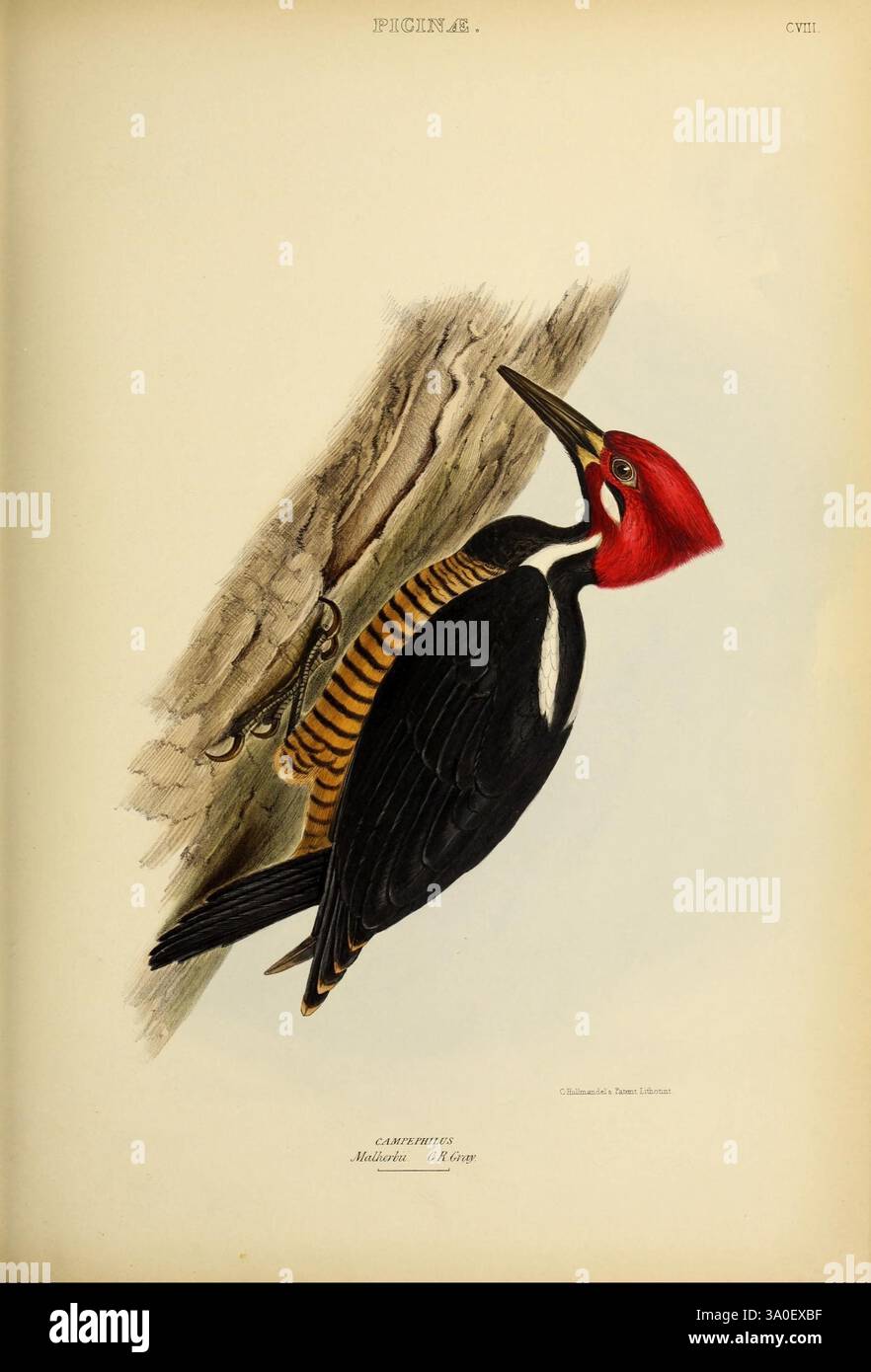 Stark black body adorned hi-res stock photography and images - Alamy