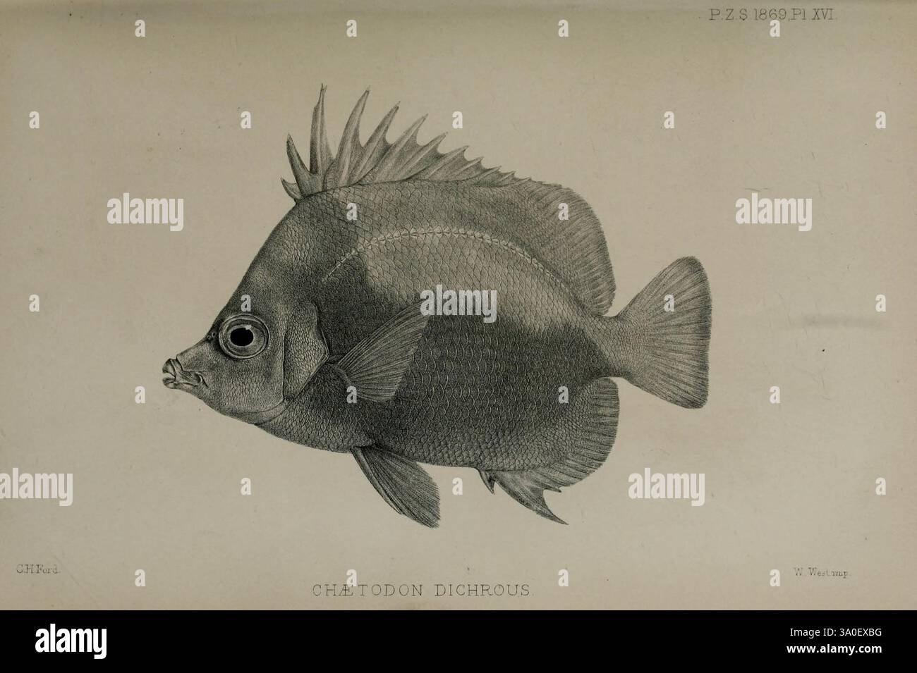 Distinctive spiny fins hi-res stock photography and images - Alamy