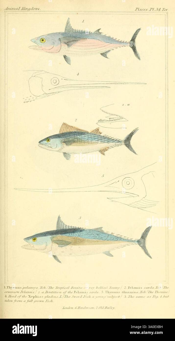 Detailed study of various species of fish hi-res stock photography and ...