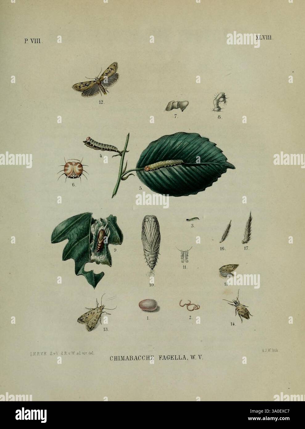 Educational focus on entomology hi-res stock photography and images - Alamy