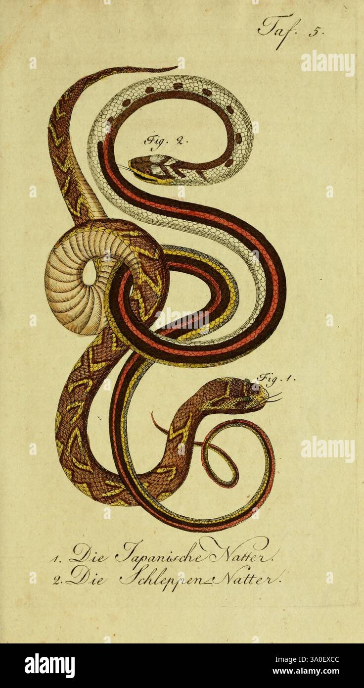 Trailing snake hi-res stock photography and images - Alamy