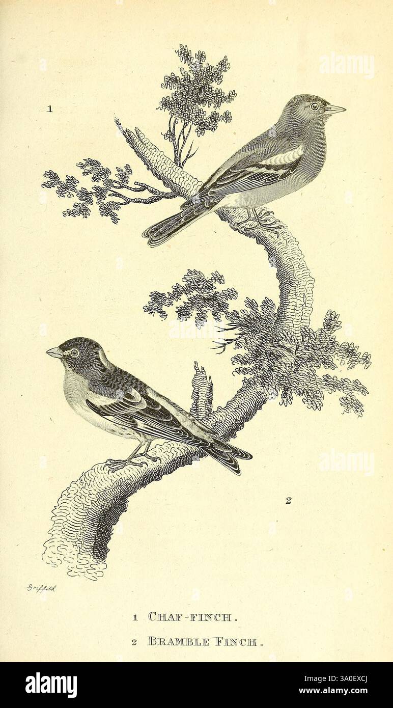 Two types of finches hi-res stock photography and images - Alamy