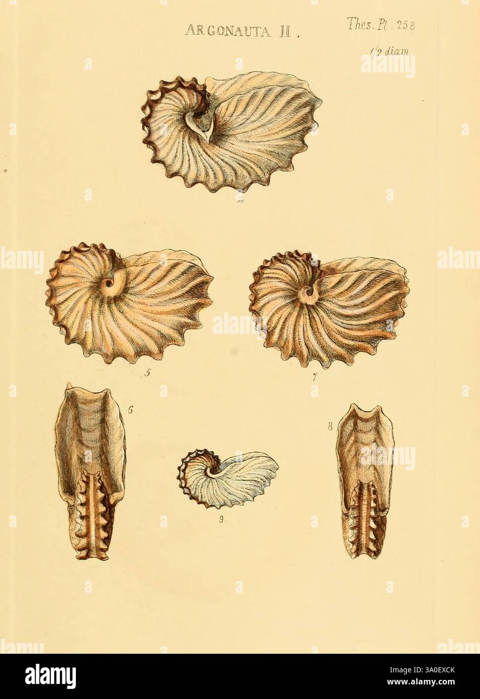 Distinct shell morphology hi-res stock photography and images - Alamy