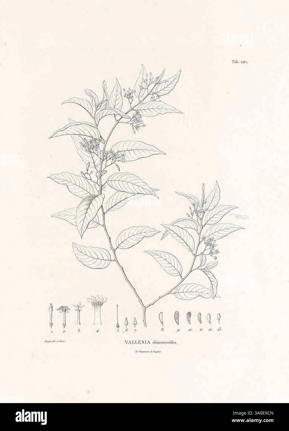 Labeled drawings of various flower forms hi-res stock photography and ...