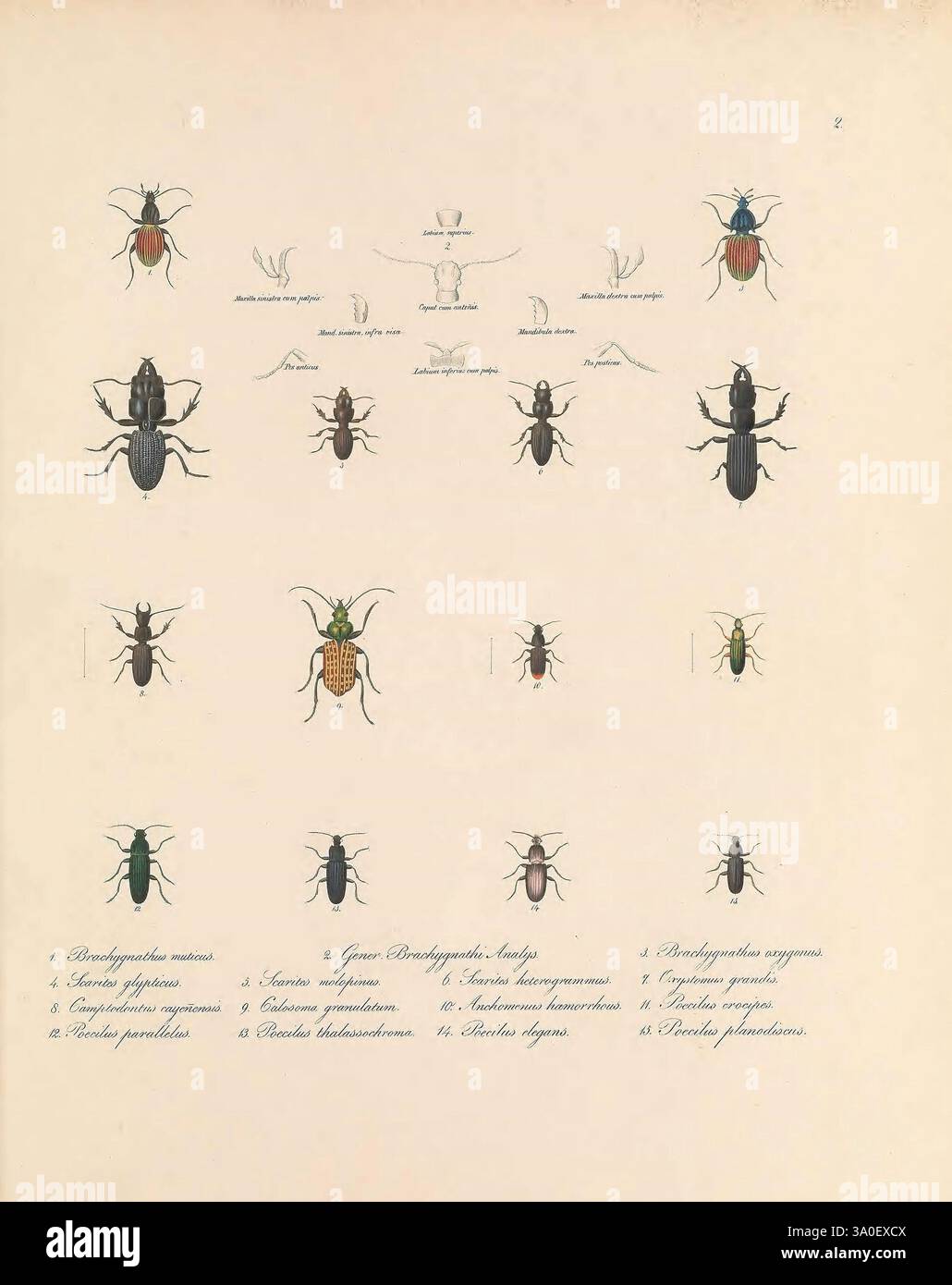 Delectus animalium articulatorum Monachii Impensis Editoris 1830-1834 ...