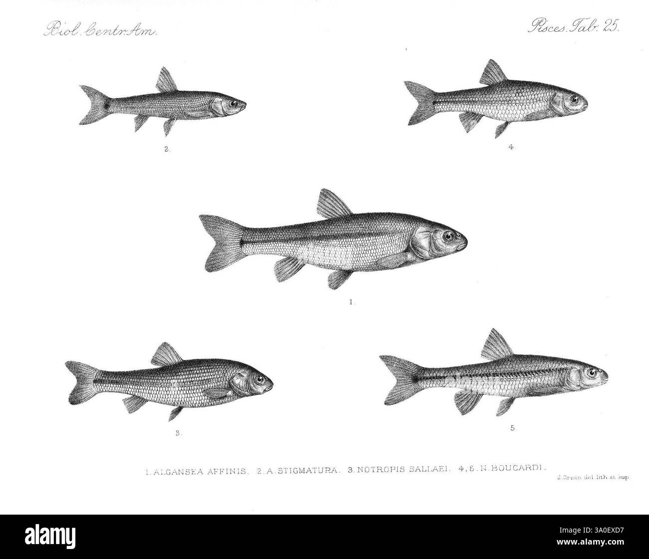 Biologia Centrali-Americana, London, 1879-1915, archaeology, botany ...