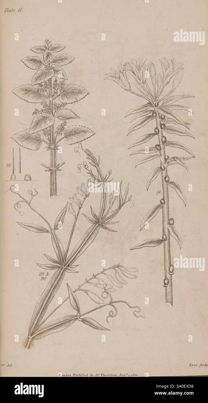 Illustration depicts three distinct botanical specimens hi-res stock ...