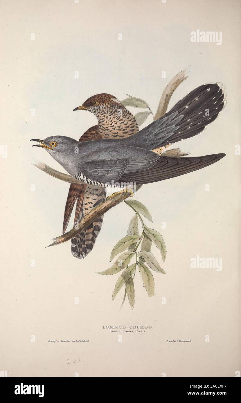Detailed depiction of two common cuckoos hi-res stock photography and ...