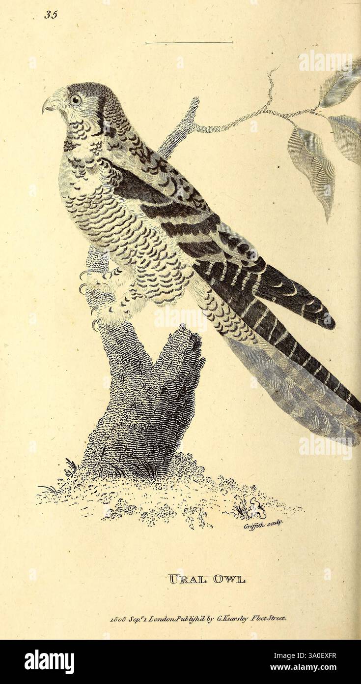 Owls posture reveals hi-res stock photography and images - Alamy