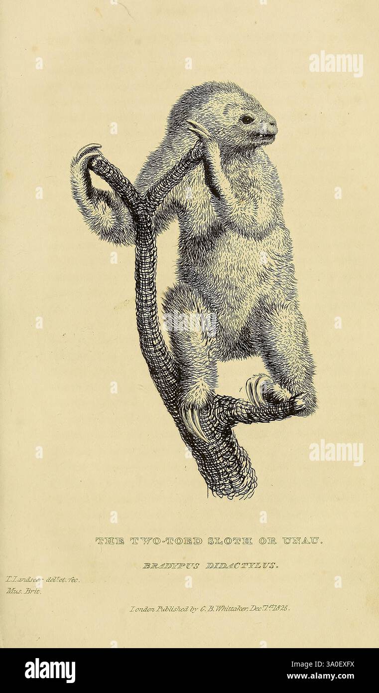 The class Mammalia, London, Printed for Geo. B. Whittaker, 1827 ...