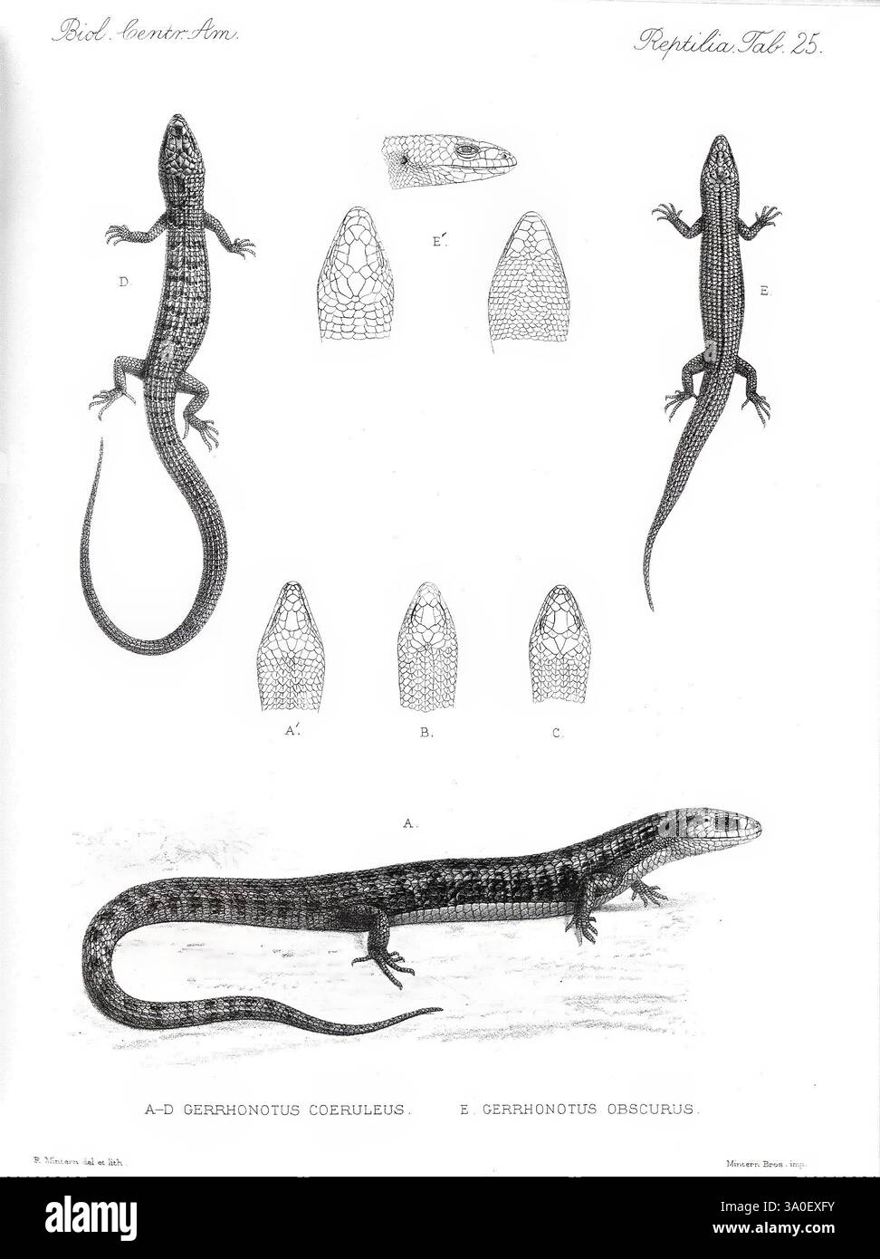 Full body representations of two lizard species hi-res stock ...