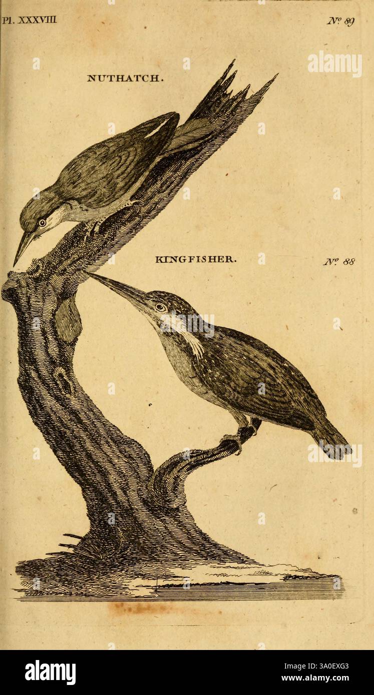 British, zoology, Warrington, Printed by W. Eyres, for B. White, London ...