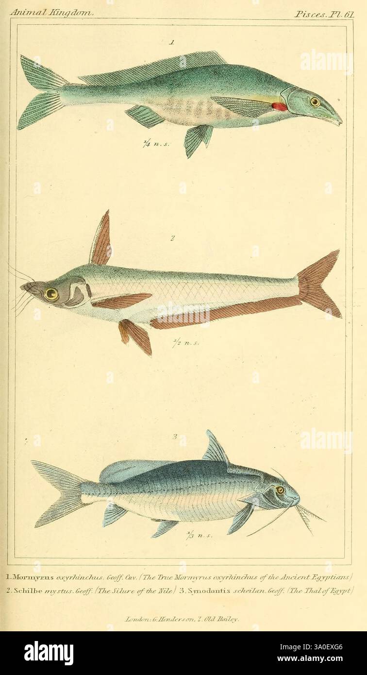 The animal kingdom in ancient egypt hi-res stock photography and images ...