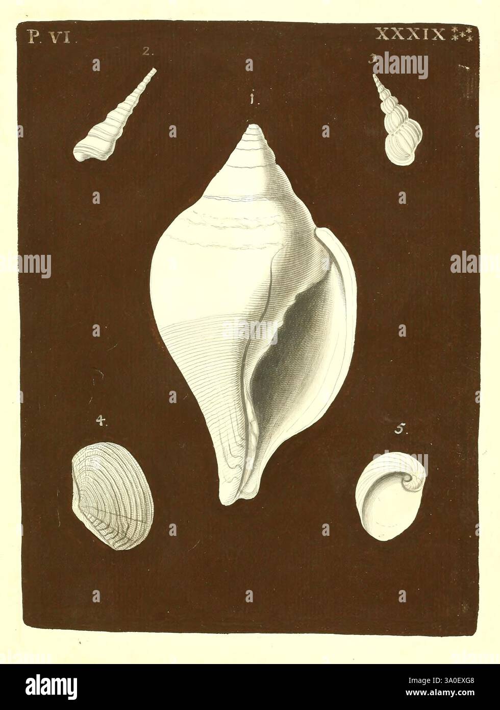 Three smaller shell specimens hi-res stock photography and images - Alamy