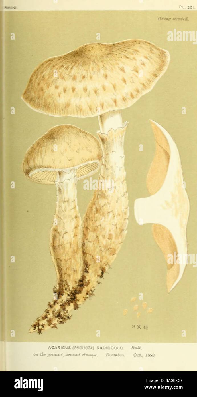 Illustrations of British Fungi (Hymenomycetes) To serve as an atlas to ...