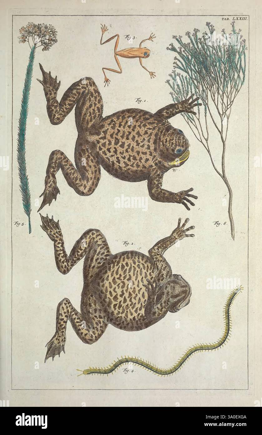 Locupletissimi Rerum Naturalium Thesauri Accurata Descriptio, et ...