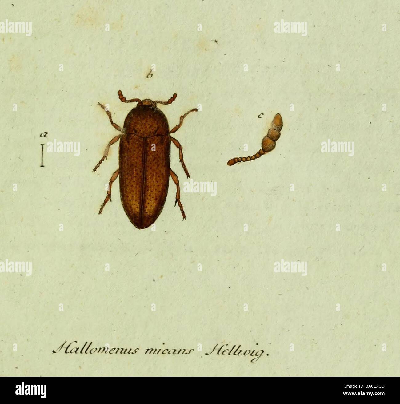 Faunae insectorvm germanicae initia hi-res stock photography and images ...