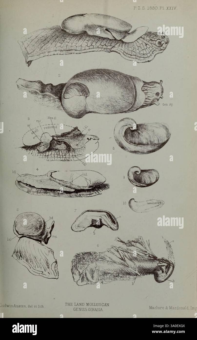 Labeled figure highlights different characteristics hi-res stock ...