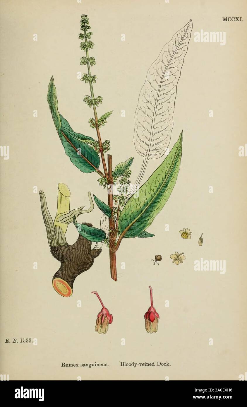 English Botany Coloured Figures of British Plants London R. Hardwicke ...