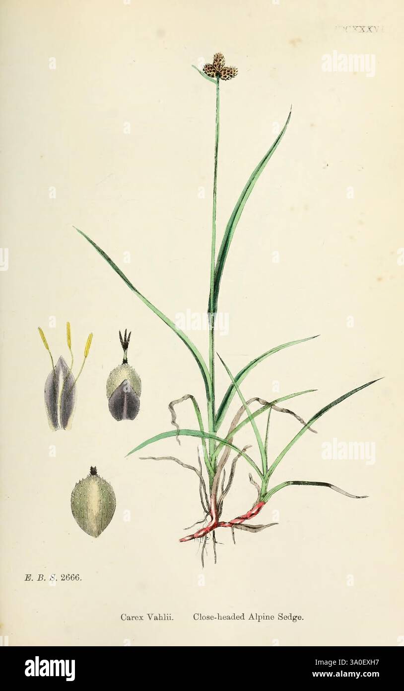 English Botany Coloured Figures British Plants London R. Hardwicke 1863 ...