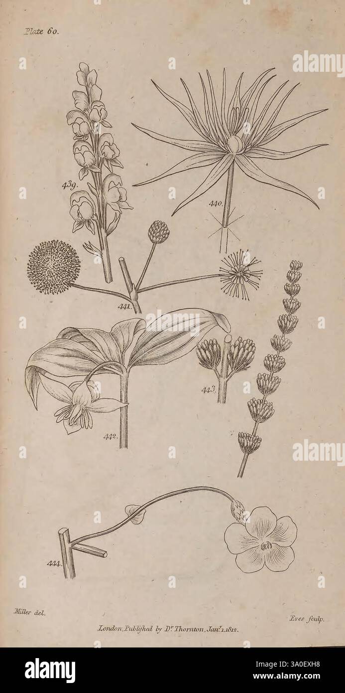 Spherical cluster of tiny florets hi-res stock photography and images ...