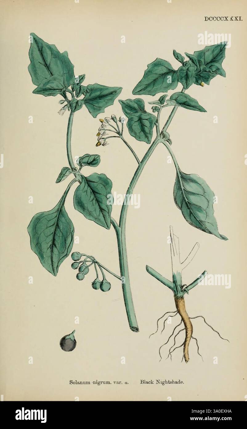 English, Botany, Coloured, Figures, British, Plants, London, R ...